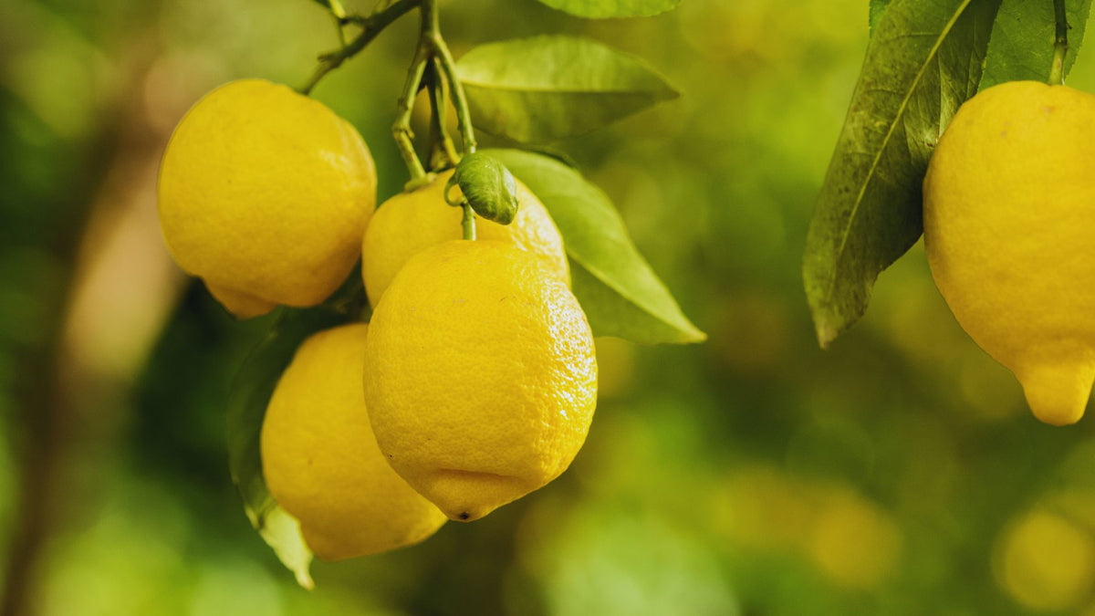 Capri Lemon – Capri Oleum